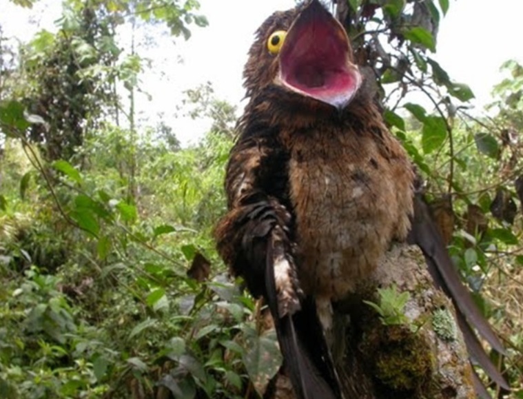 Kilalanin ang isang klase ng ibon na mayroong kakaibang itsura at may ...