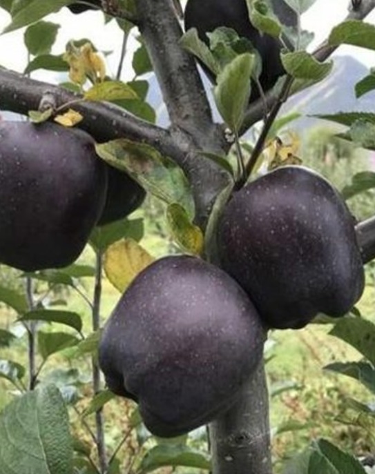 20 dolyar o nasa isang libong piso kada piraso na halaga ng mansanas ...