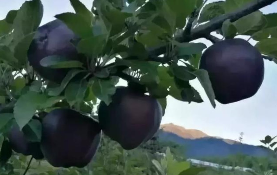 20 dolyar o nasa isang libong piso kada piraso na halaga ng mansanas ...