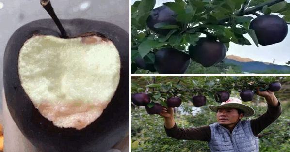 20 dolyar o nasa isang libong piso kada piraso na halaga ng mansanas ...