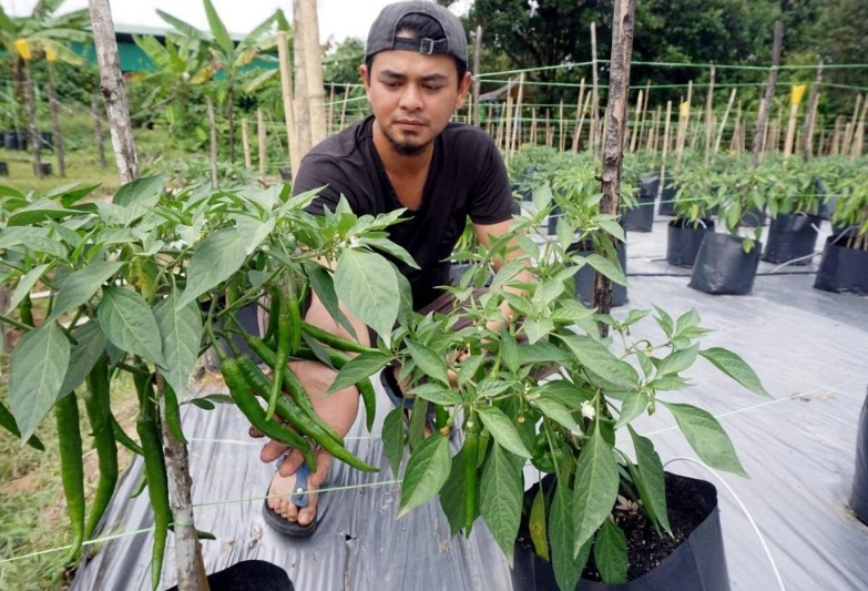 4 na Malaysian, Ipinagpalit ang kanilang mga trabaho upang kumita ng P700,000+ sa Pagtatanim Ng ...