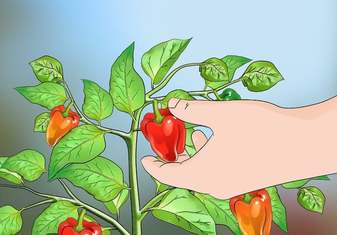 4 na Malaysian, Ipinagpalit ang kanilang mga trabaho upang kumita ng ...