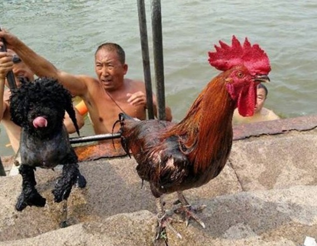 Ang Matandang Lalaki Na Kasama Niya Palagi Ang Kanyang Tandang At Aso ... Ang Matandang Lalaki Na Kasama Niya Palagi Ang Kanyang Tandang At Aso ...