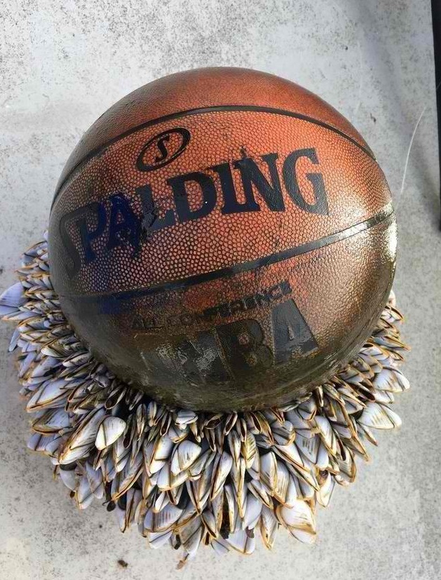 Isang mag-asawa ang nakakita ng isang palutang-lutang na bola sa dagat ... Isang mag-asawa ang nakakita ng isang palutang-lutang na bola sa dagat ...