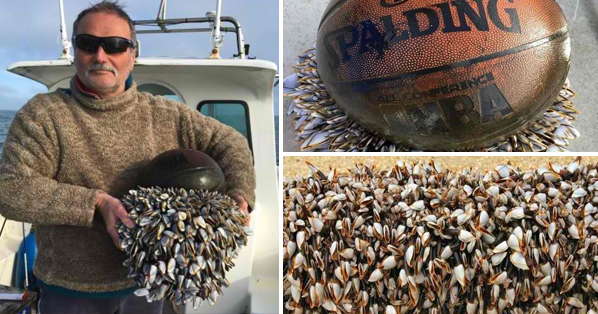 Isang mag-asawa ang nakakita ng isang palutang-lutang na bola sa dagat ... Isang mag-asawa ang nakakita ng isang palutang-lutang na bola sa dagat ...