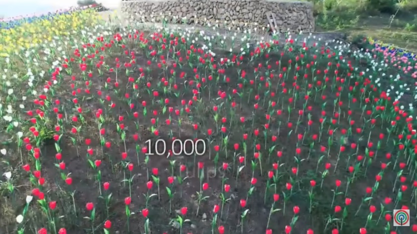 Makulay at maliwanag sa gabi! Ito ang 10,000 Tulips sa Layugan Garden ...