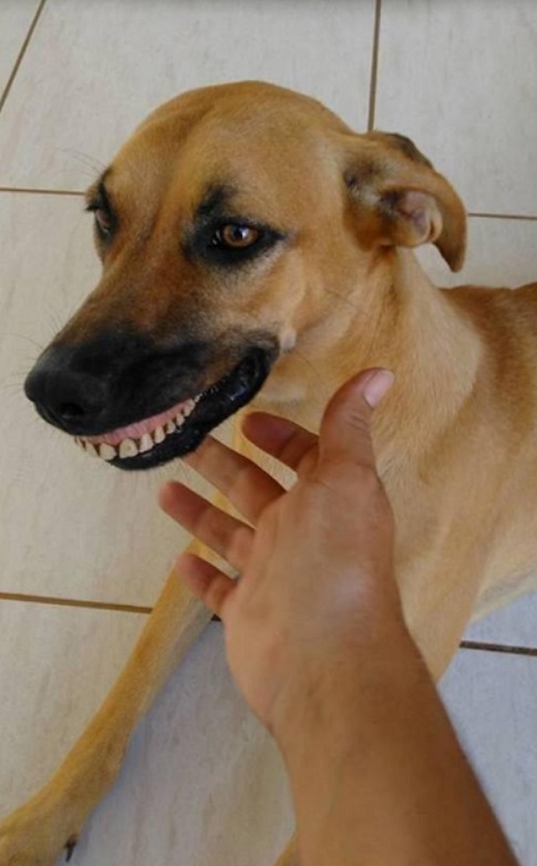 Isang lalaki ang natuwa sa kanyang aso dahil sa ginawa sa pustisong ...