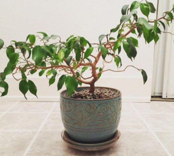 Mga halaman na nakakapag-linis ng hangin, tinawag ng NASA na “nature’s ...