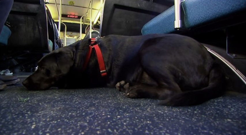 Isang aso ang araw-araw sumasakay sa bus upang pumunta sa isang parke ...