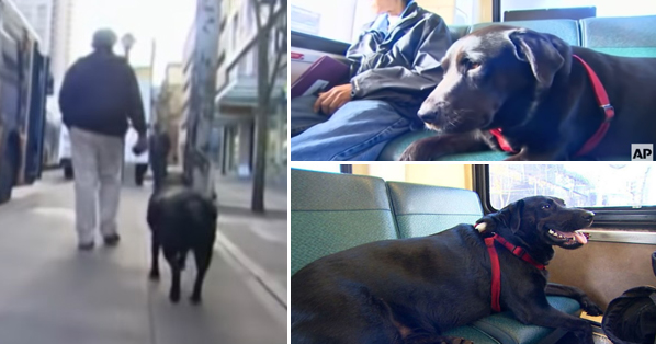 Isang aso ang araw-araw sumasakay sa bus upang pumunta sa isang parke ...