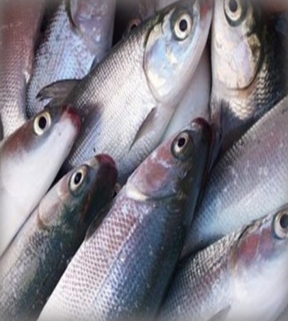 Pambansang Isda Ng Pilipinas