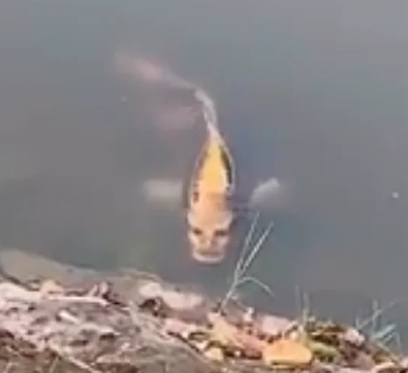 Isda na mayroong mukha ng isang tao namataan sa isang lawa sa Tsina ...