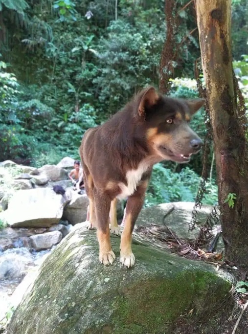Matalinong aso iniligtas ang mga hikers na naligaw sa Miyaya Falls sa ... Matalinong aso iniligtas ang mga hikers na naligaw sa Miyaya Falls sa ...