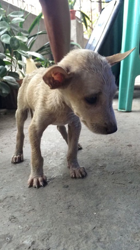 Asong pinoy na may attitude, patok sa social media ngayon, natagpuan ...