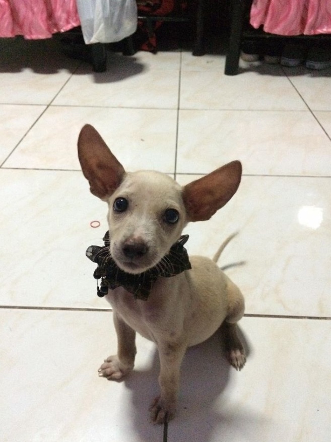 Asong pinoy na may attitude, patok sa social media ngayon, natagpuan ...