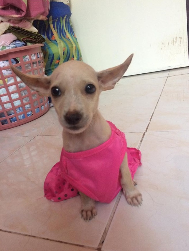 Asong pinoy na may attitude, patok sa social media ngayon, natagpuan ...