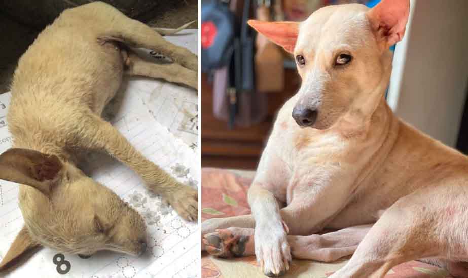 Asong pinoy na may attitude, patok sa social media ngayon, natagpuan ...