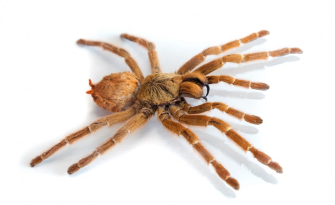 Kung makakakita ka ng ganito kalaki na gagamba sa inyong palikuran ...