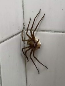 Kung makakakita ka ng ganito kalaki na gagamba sa inyong palikuran ...