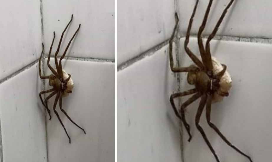 Kung makakakita ka ng ganito kalaki na gagamba sa inyong palikuran ...