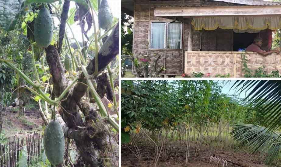 Bahay na napapaligiran ng mga gulay at prutas, pangarap ng maraming mga ...