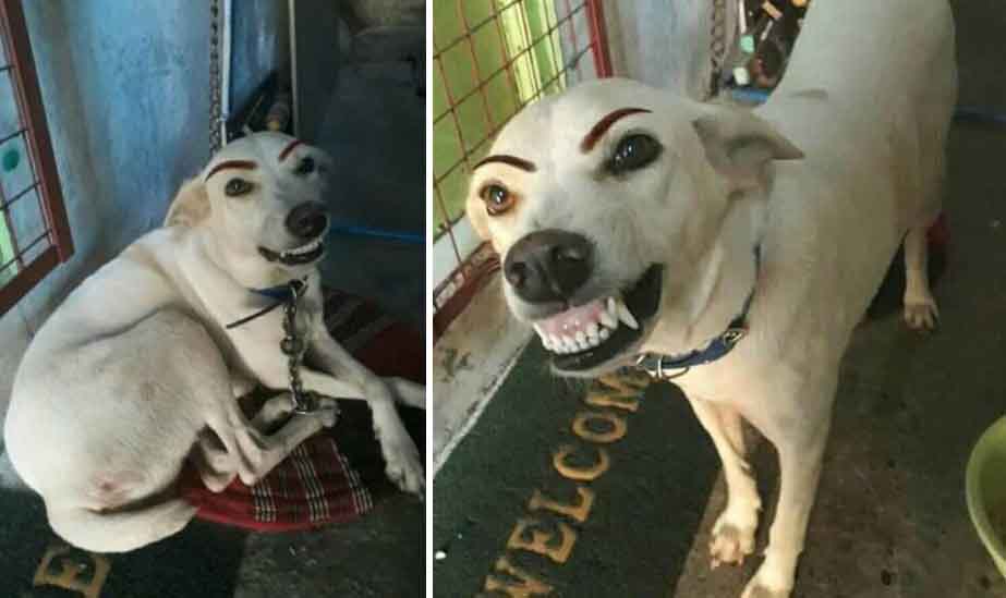 “KILAY IS LIFER”: Aso na mayroong mataray na kilay talaga namang patok na patok sa social media ...