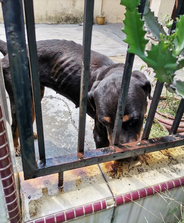 Pamilya, bigla na lamang naglaho! Alagang aso naiwang nag-iisa at ...