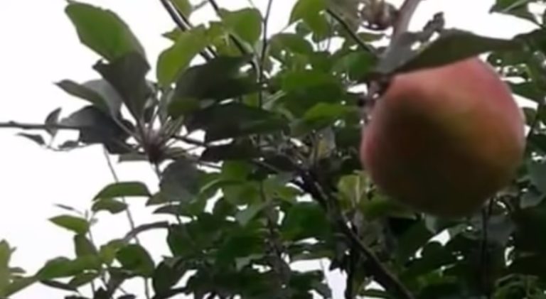 Kauna-unahang puno ng mansanas na itinamin at tumubo sa Pilipinas ...