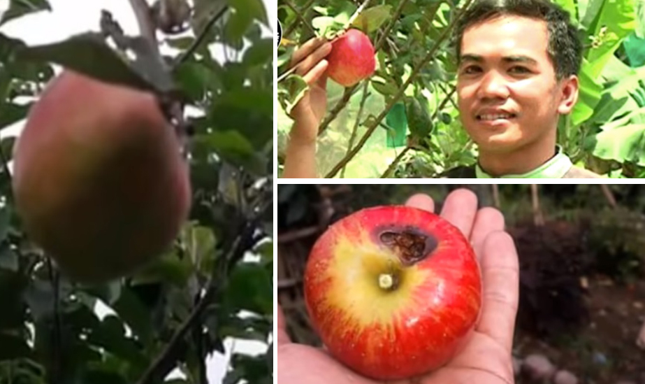 Kauna-unahang puno ng mansanas na itinamin at tumubo sa Pilipinas ...
