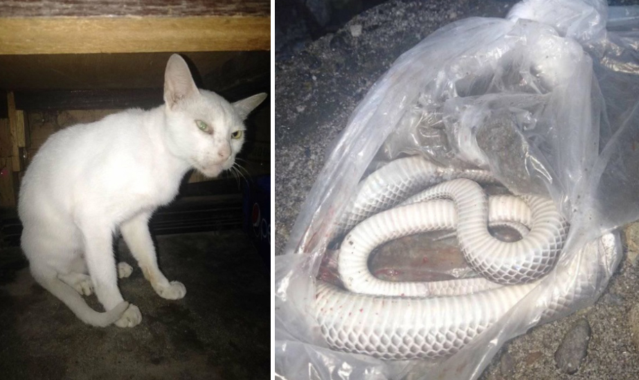 Isang pusa ang nagligtas sa isang babaeng natutulog mula sa mapanganib ...