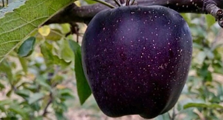 Mansanas na itim, mahal ang presyo kapag ibinenta ngunit ayaw itanim ng ...