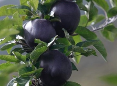 Mansanas na itim, mahal ang presyo kapag ibinenta ngunit ayaw itanim ng ...