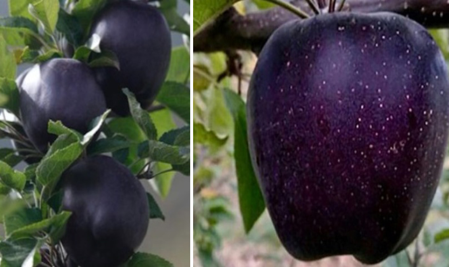 Mansanas na itim, mahal ang presyo kapag ibinenta ngunit ayaw itanim ng ...