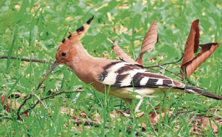 Isang napakaganda at kakaibang ibon namataan sa isang nature reserve sa ...