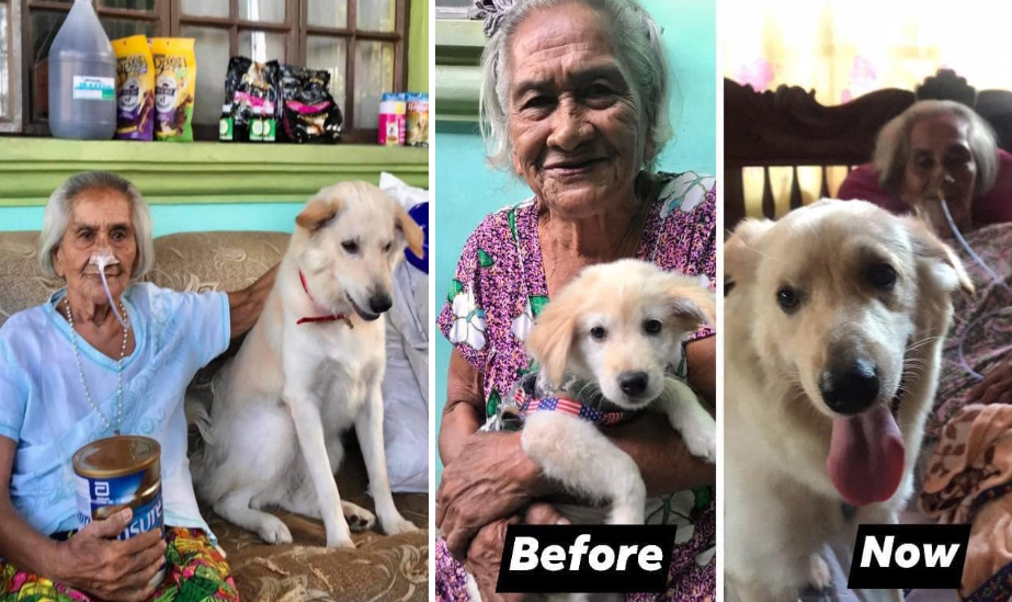 Lola na mayroong asong loyal, nakatanggap ng tulong mula sa isang ... Lola na mayroong asong loyal, nakatanggap ng tulong mula sa isang ...